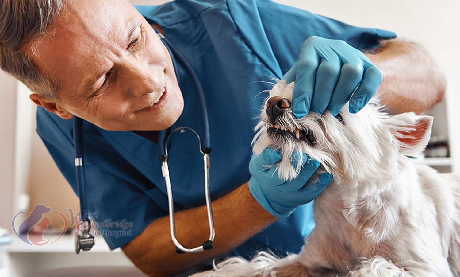 Dentistry – West Woodbridge Pet Hospital